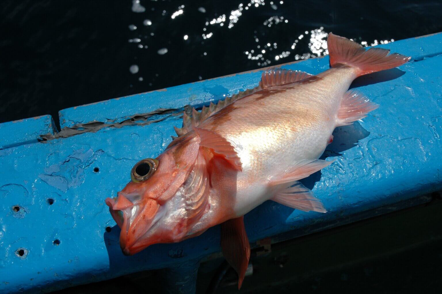 釣果情報 - 釣り東北WEB